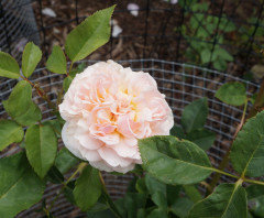 What is the largest rose flower