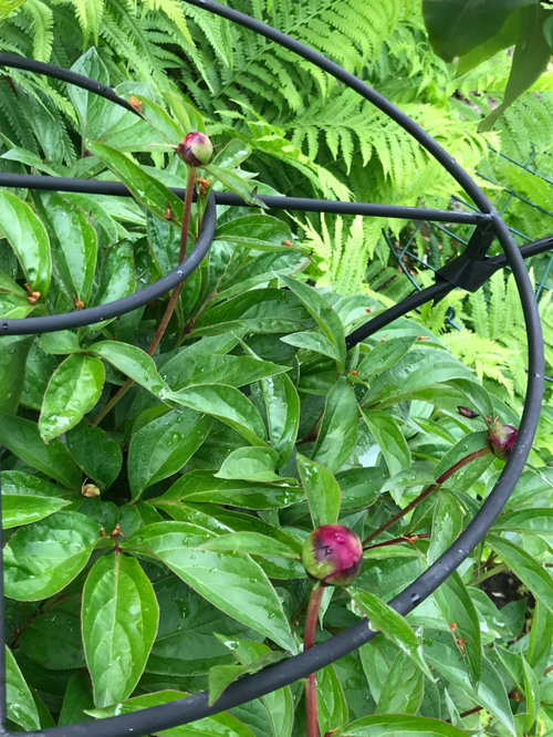 What’s up with my Modesta Peony