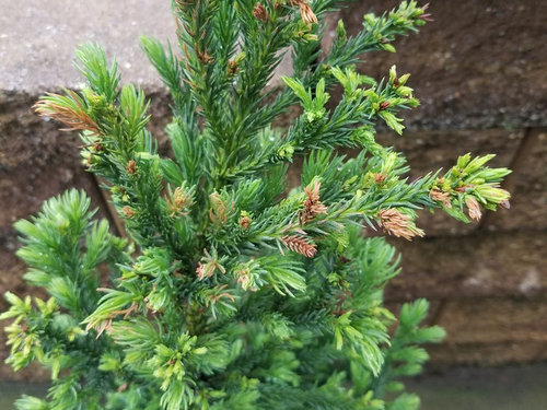 Cryptomeria Black Dragon problem?