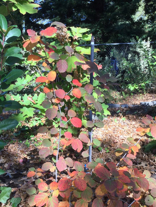Wonderful Fall Color Shrubs
