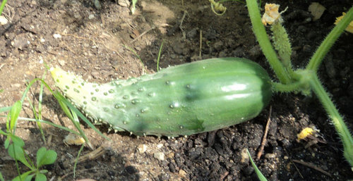 Misshapen Cucumbers
