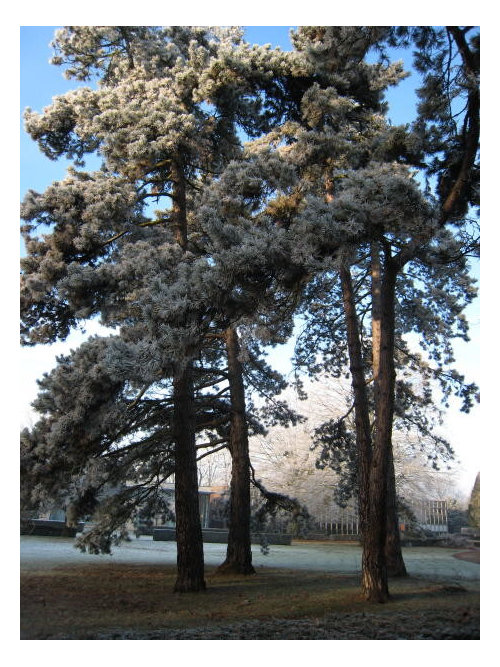 Pines identification