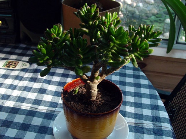 How to Grow Jade Plants That Look Like Shrek’s Ears