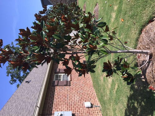Magnolia Tree disease