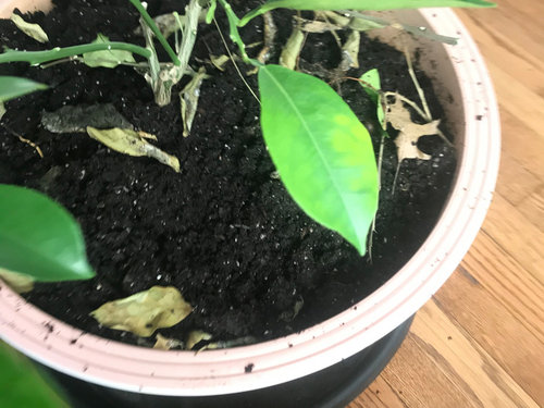 Help! Orange Tree Dying
