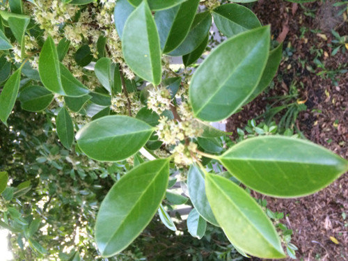 A small evergreen tree growing in zone 8b