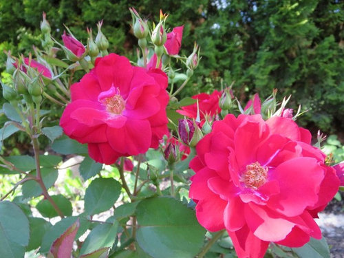 Champlain Rose