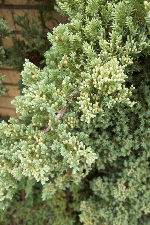 Creeping juniper?