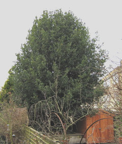 Overgrown boxwood. Prune or replace?