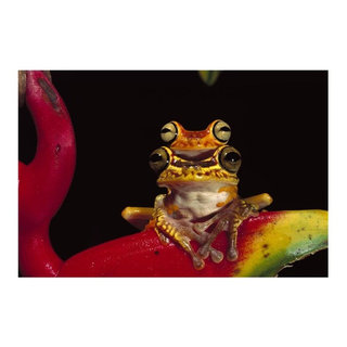 Chachi Tree Frog Pair, Cotacachi-Cayapas Reserve, Northwest Ecuador ...