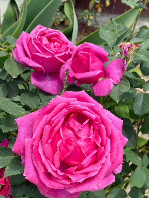 Mystery Rose: Help Me ID this Rose