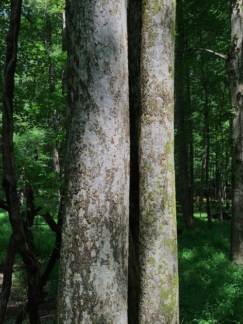 Large trees with flaky bark