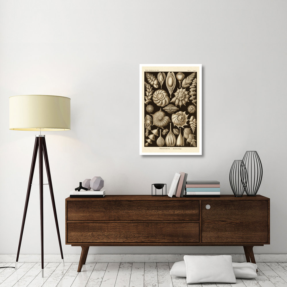 "Haeckel Nature Illustration: Thalamophora, Forminifera Tint" Paper Art ...