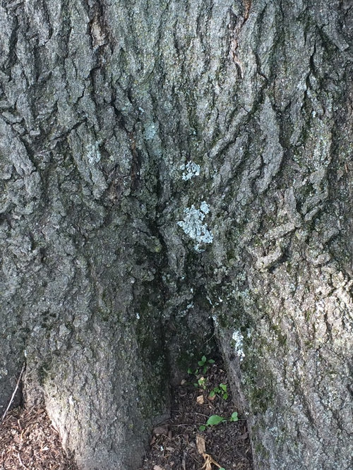 Armillaria Fungusroot Rot On Large Oak Tree