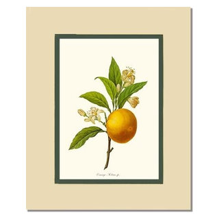 Vintage Botanical Fruit Art : Orange, Citrus sp., 5x7 Print ...