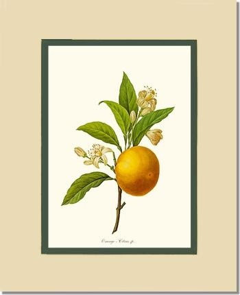 Vintage Botanical Fruit Art : Orange, Citrus sp., 5x7 Print ...