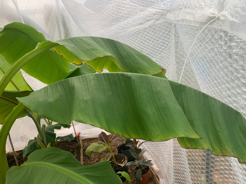 Help with my Musa basjoo
