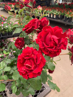 "Dancing in the Dark" rose