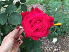 Rose varieties with extra large - huge flowers?