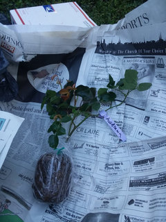 What about Long Ago Roses?