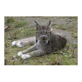 "Canada Lynx Reclining Showng Typically Large Feet, Haines, Alaska ...