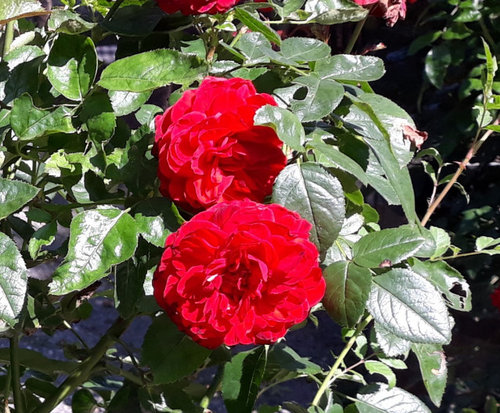 Rose 'Canyon Road' - Really Impressed!