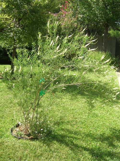 Pruning a floppy Texas Kidneywood | Houzz Forum