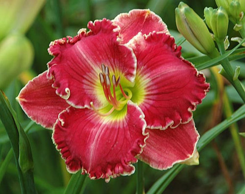Best Red Daylilies of 2021
