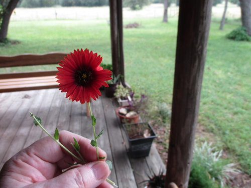 Mesa Red Blanket Flowers | Houzz Forum