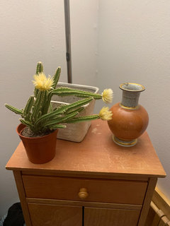 help!! my cactus is falling over