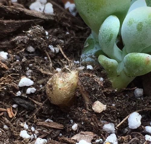 Please help: Strange mass at base of Sedum--appears to have roots??
