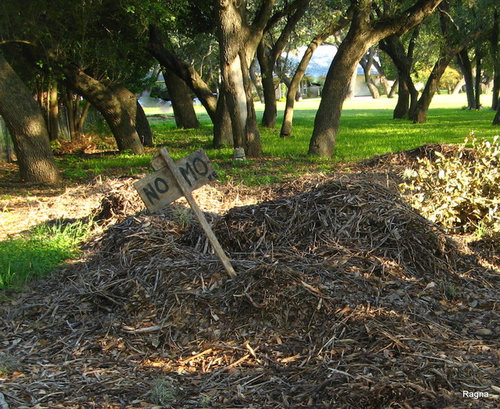 Horse herb and frog fruit as ground covers ...