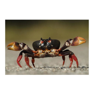 Blackback Land Crab In Defensive Posture, Zapata Swamp National Park ...