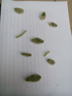 My cactus has a hole in it.