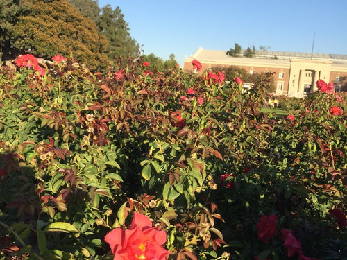 USC rose garden in November :) | Houzz Forum