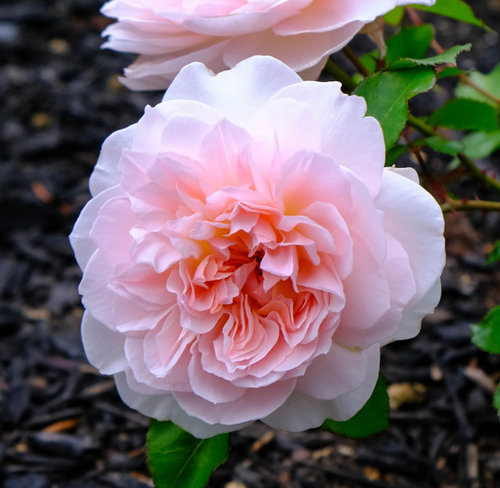 Mary Magdalene - my first David Austin rose this spring!