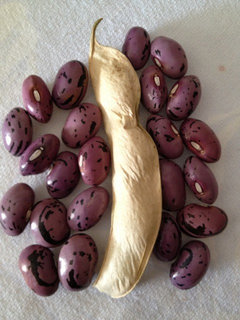 Heirloom bean seed