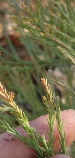 3 year old Sequoia Dying? | Houzz Forum