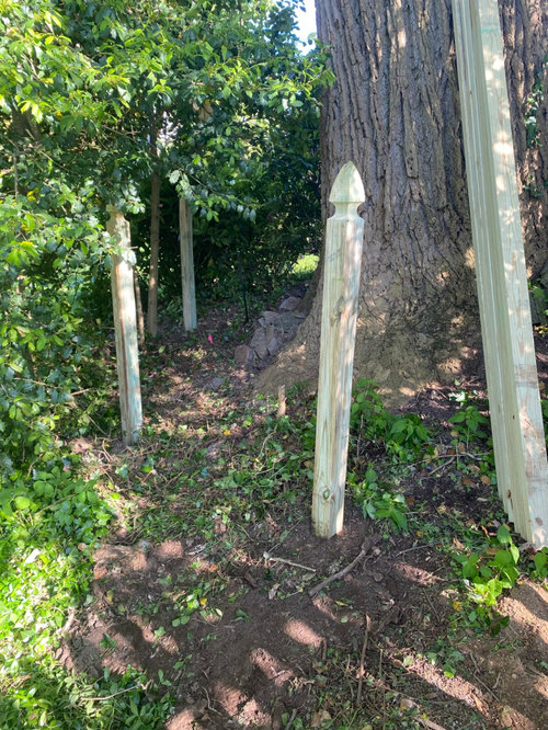 Massive tulip poplar and wooden fence posts?