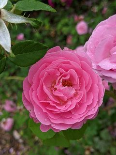 Rose identification help please?