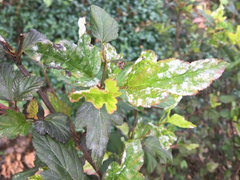 !Ninebark getting white mold? And black bugs? Help! I'm a new Gardner!