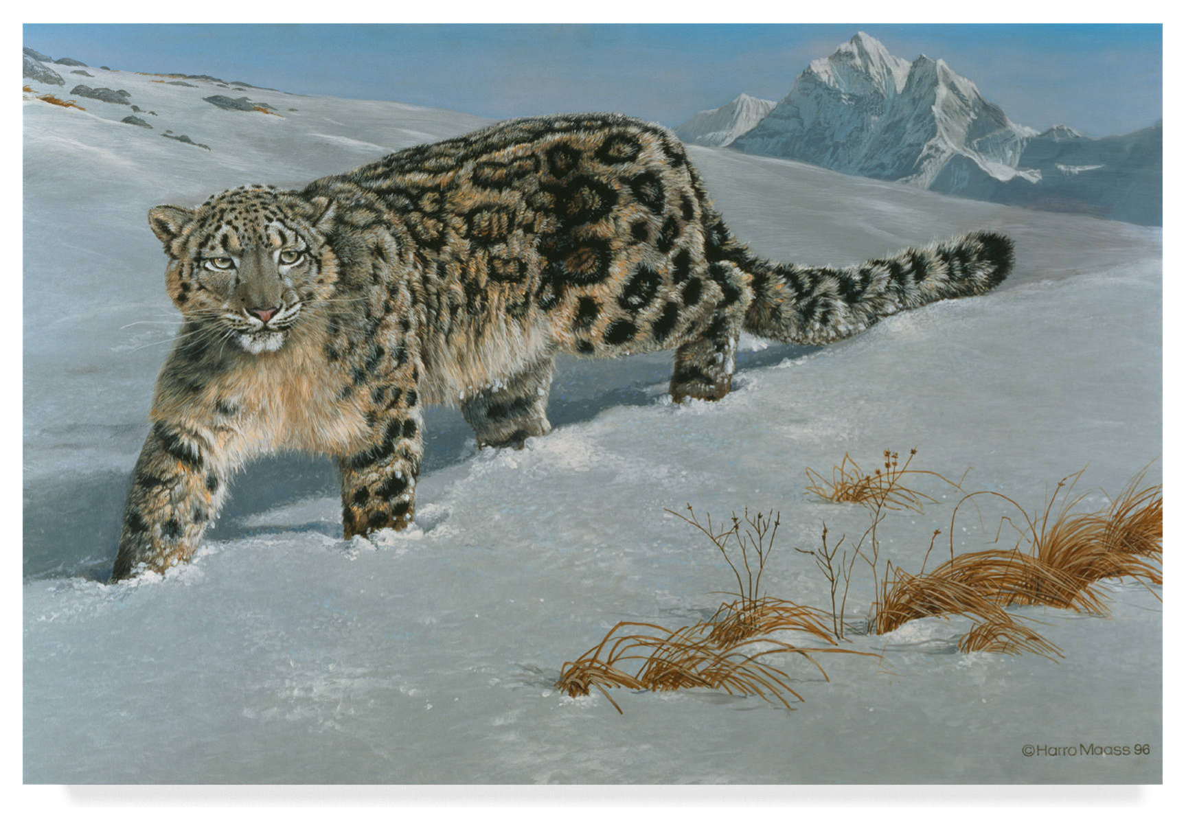 Harro Maass 'Snow Leopard Landscape' Canvas Art, 32"x22" - Contemporary ...