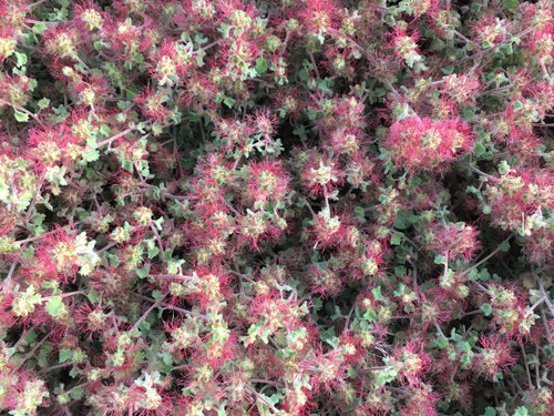 Please identify this desert ground cover