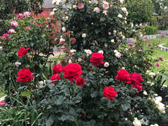 Which roses hold up best in high heat/humidity