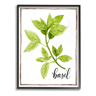 Watercolor Herb Illustration Basil Painting with Script Framed Giclee ...