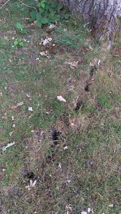 Trenches forming around oak trees | Houzz Forum