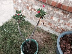 How to prune or cut back Crown of Thorns
