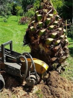 How to remove a yucca tree stump | Houzz UK