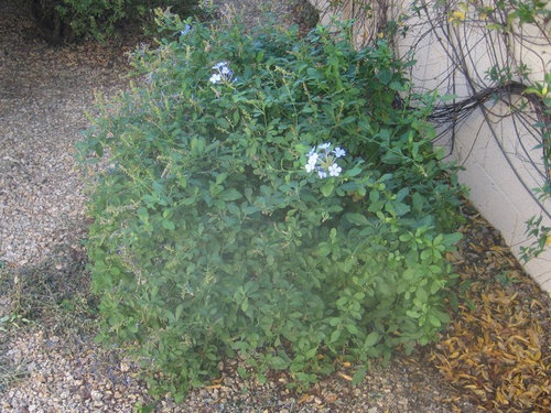 Please help to Identify this flowering bush