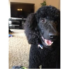 KRISTEN HANNING INTERIOR DESIGN STUDENT - Project Photos & Reviews ...